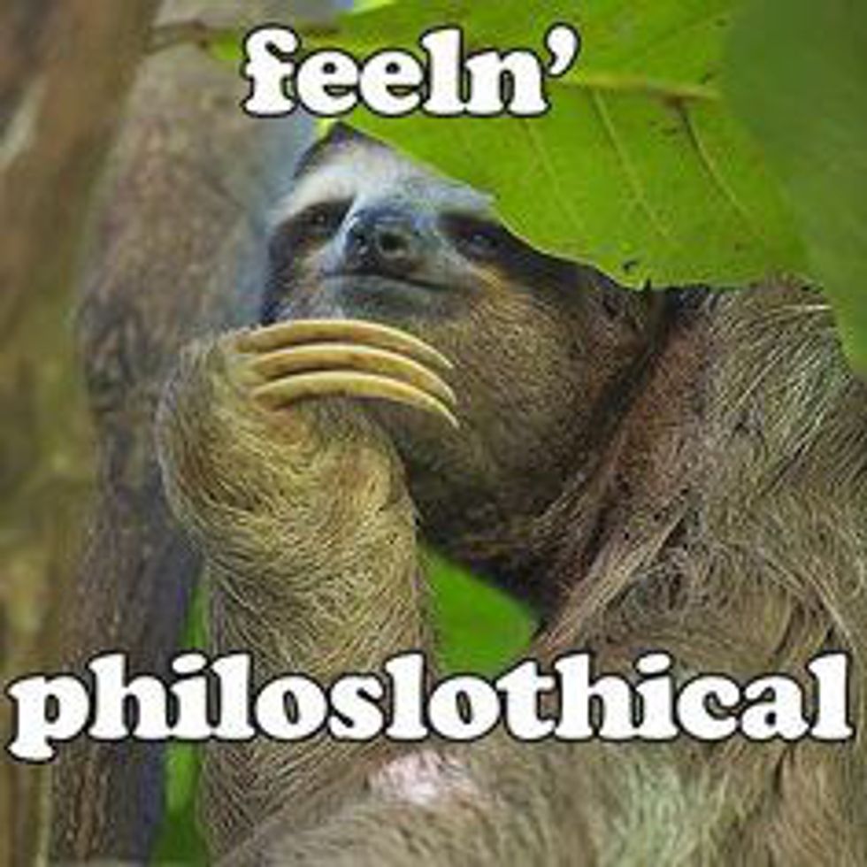 15 Times Sloths Were Basically College Students | The Odyssey Online