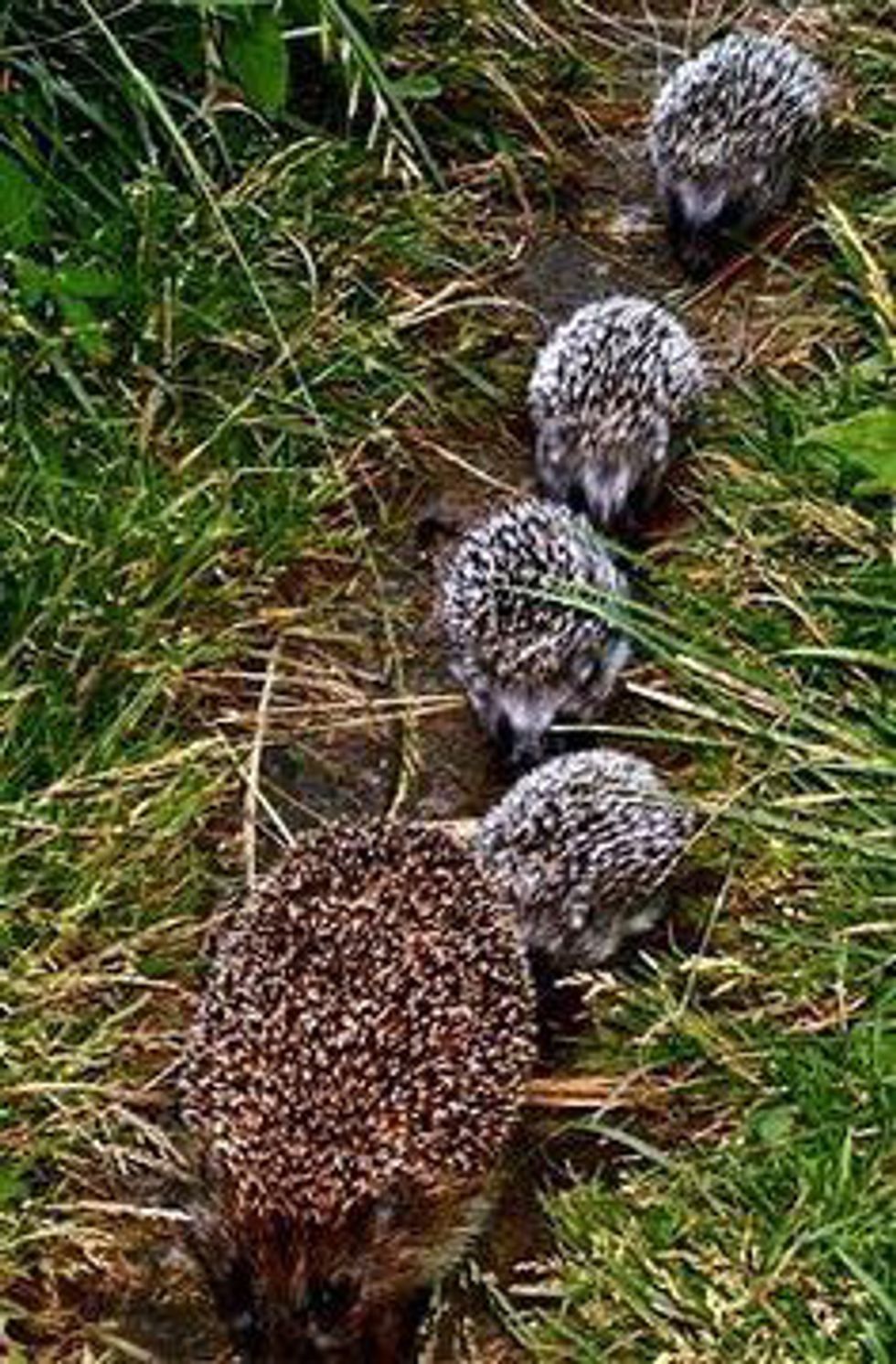11 Reasons To Celebrate Hedgehogs | The Odyssey Online