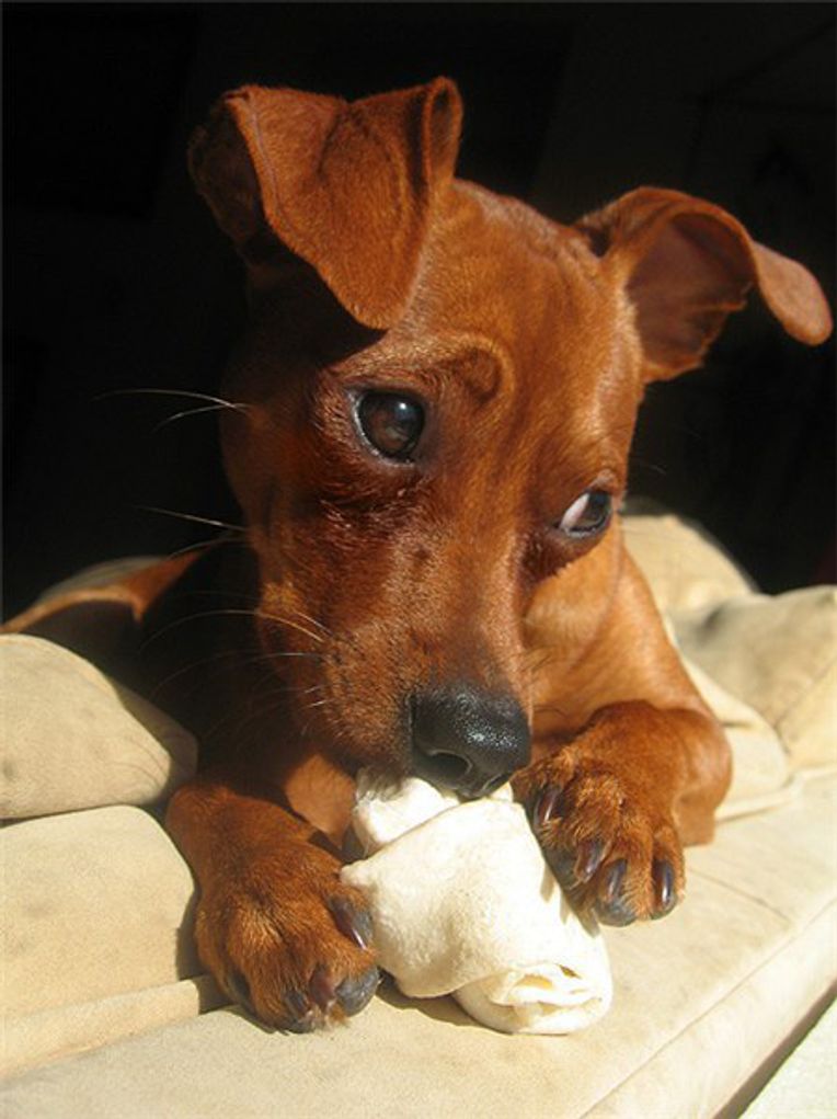 Miniature Pinscher Mix Red