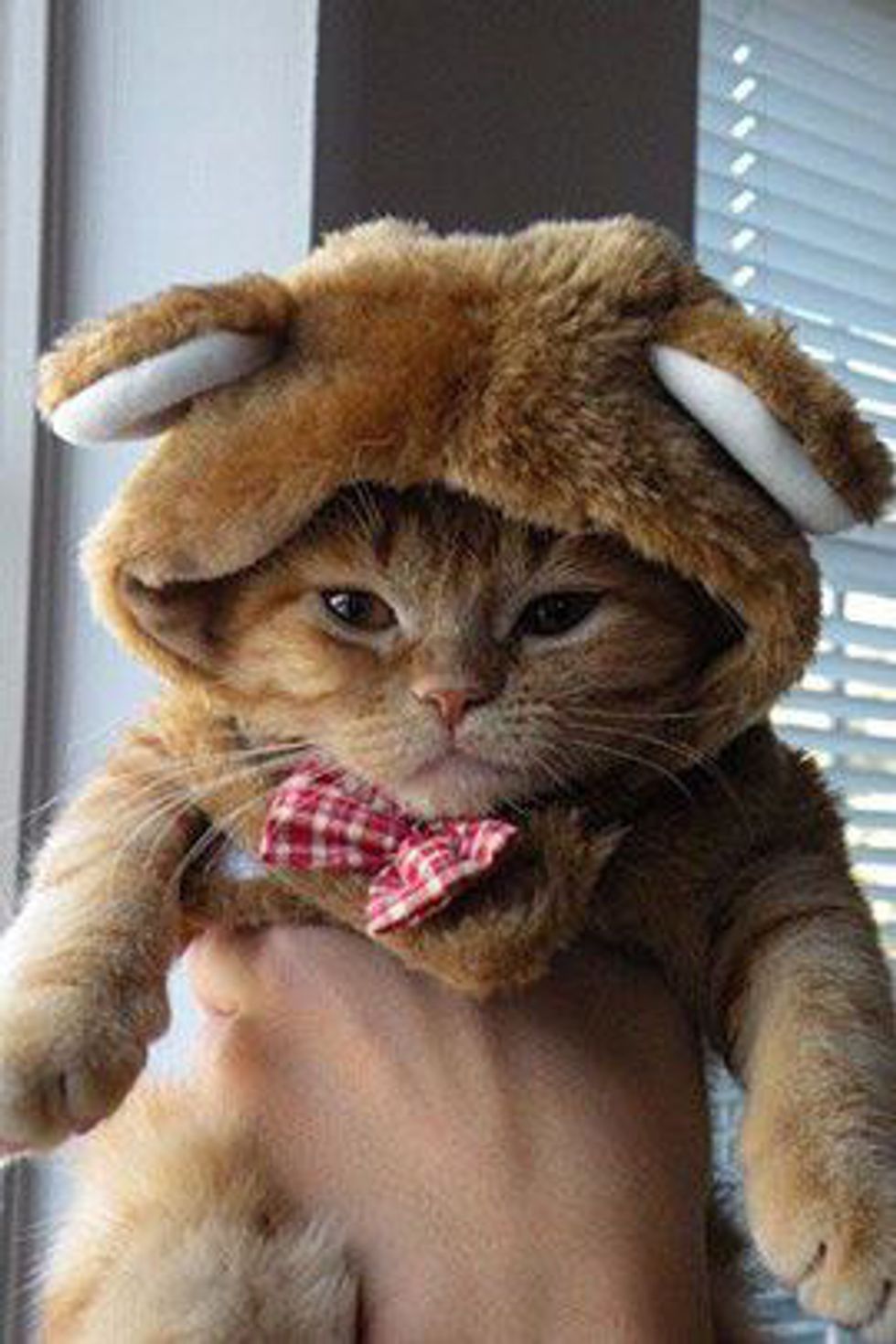 11 Cute Animals Celebrating Easter | The Odyssey Online