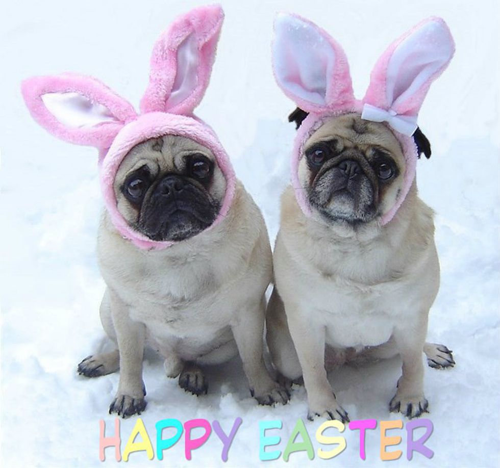 11 Cute Animals Celebrating Easter | The Odyssey Online