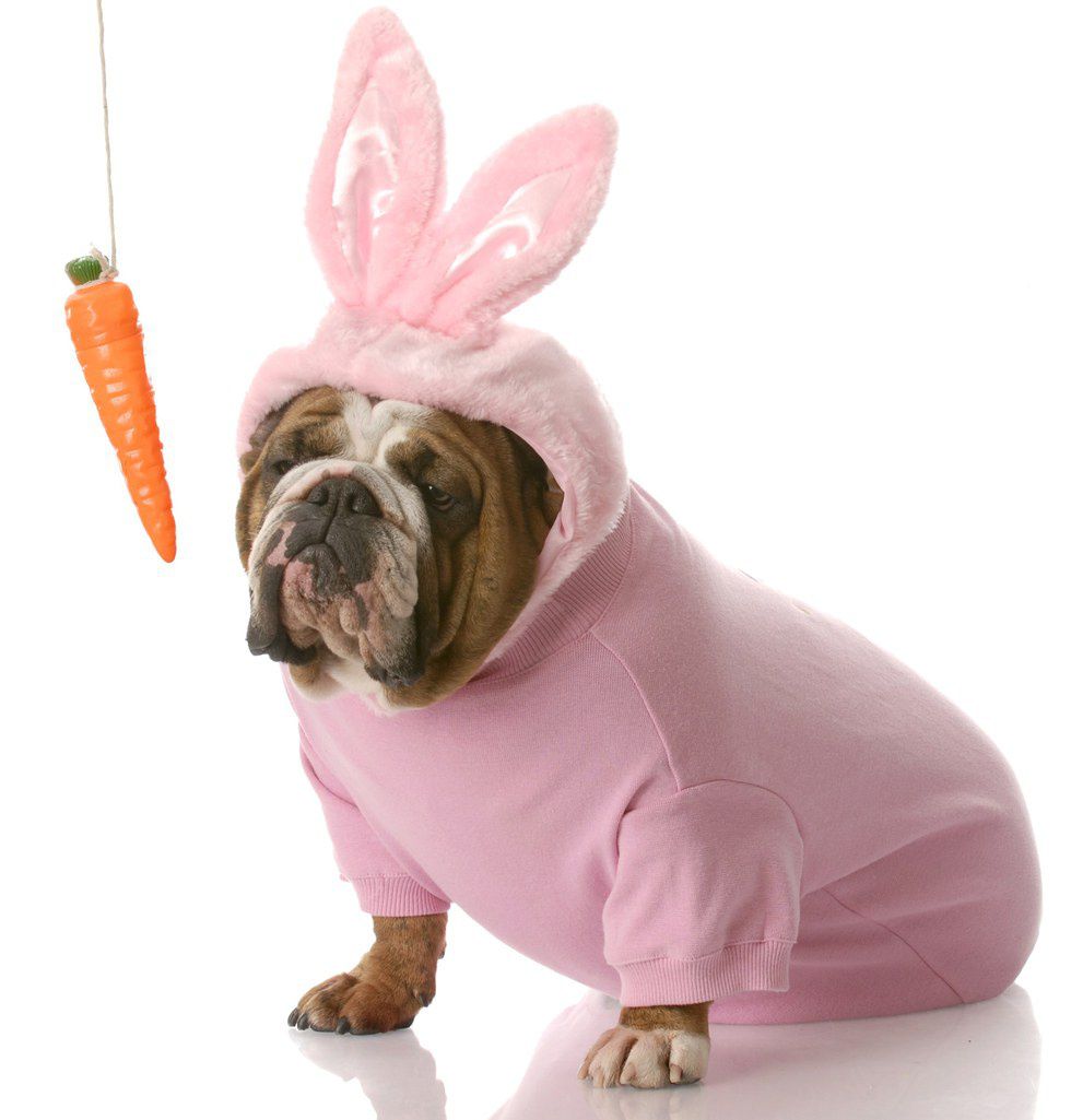 11 Cute Animals Celebrating Easter | The Odyssey Online
