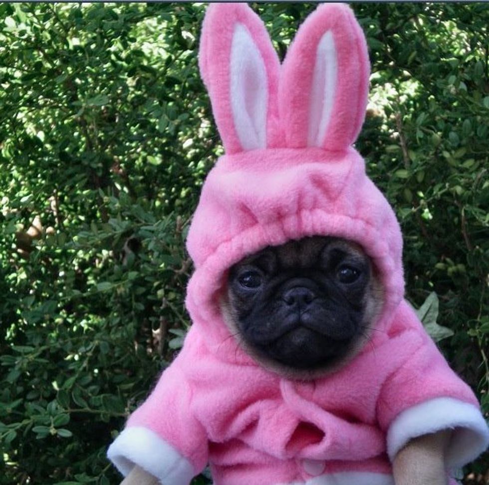 11 Cute Animals Celebrating Easter | The Odyssey Online