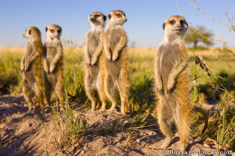 Top 10 Zoo Animals | The Odyssey Online