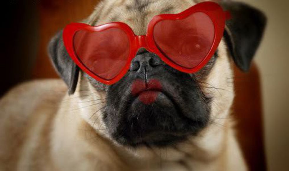 26 Pugs That Are More Romantic Than You | The Odyssey Online