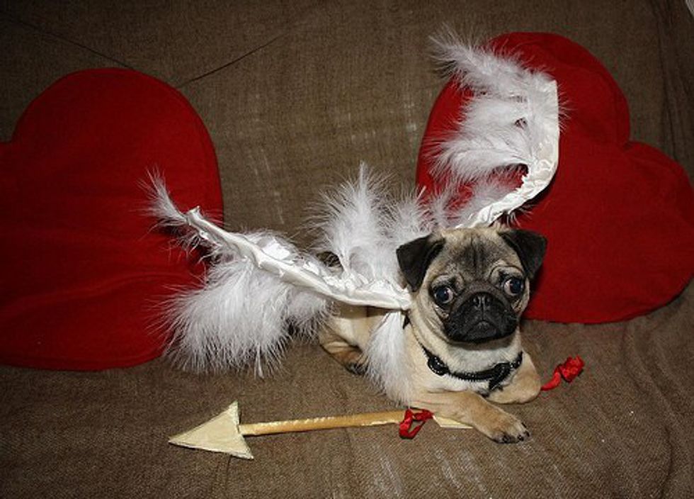 26 Pugs That Are More Romantic Than You | The Odyssey Online