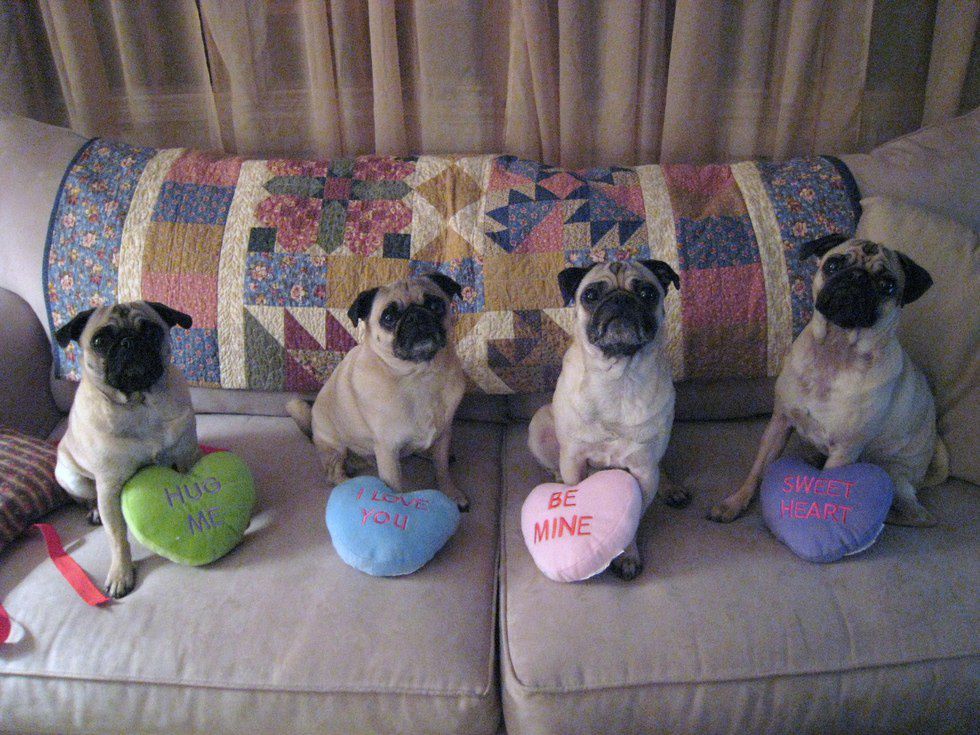 26 Pugs That Are More Romantic Than You | The Odyssey Online
