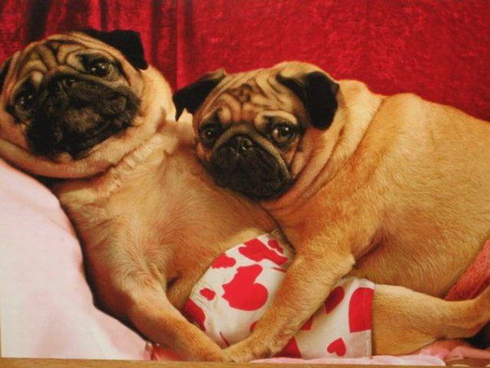 26 Pugs That Are More Romantic Than You | The Odyssey Online