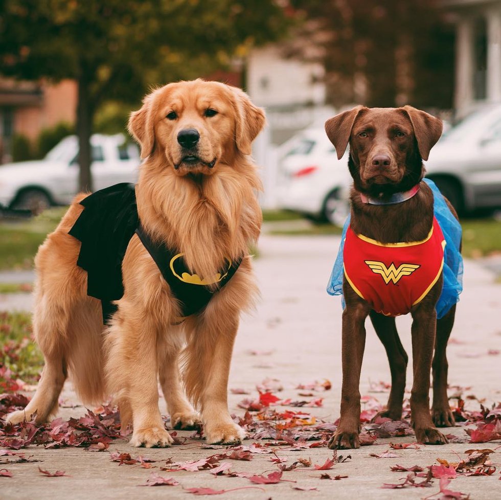 18 Superheroes As Heroically Adorable Dog Breeds | The Odyssey Online