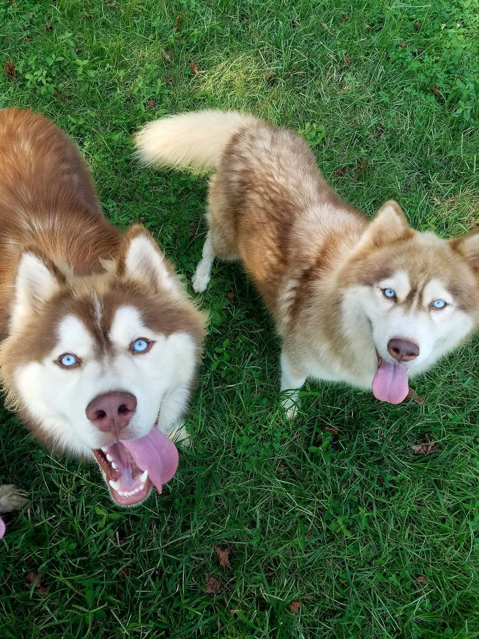 4 Instagram Accounts Husky-Lovers Should Follow | The Odyssey Online