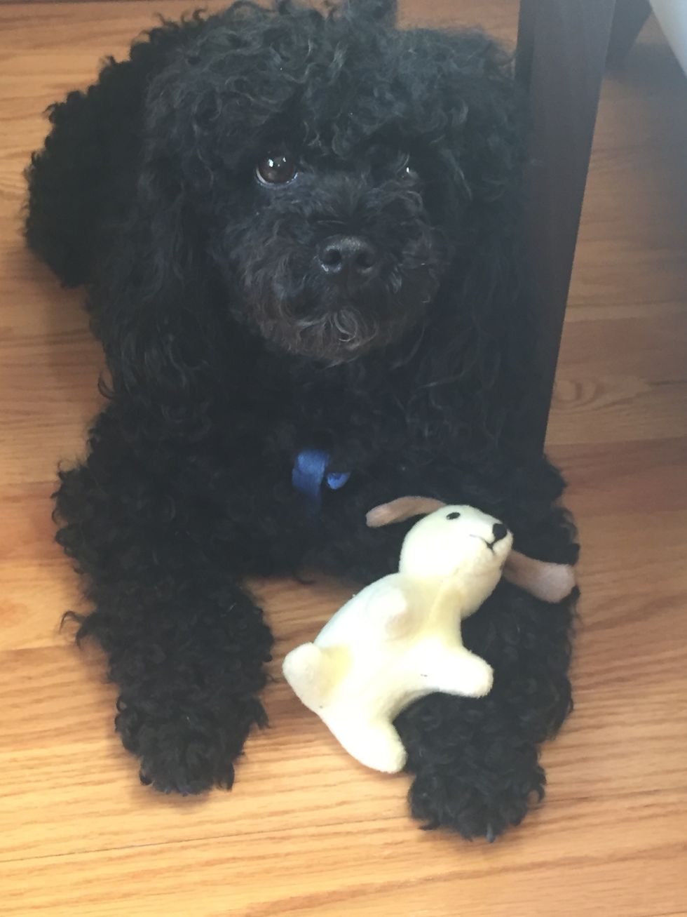 Ten Reasons Why Dogs Are Amazing | The Odyssey Online