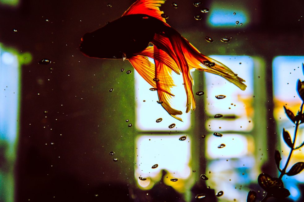 9 Reasons To Have A Fish Tank As A College Student | The Odyssey Online