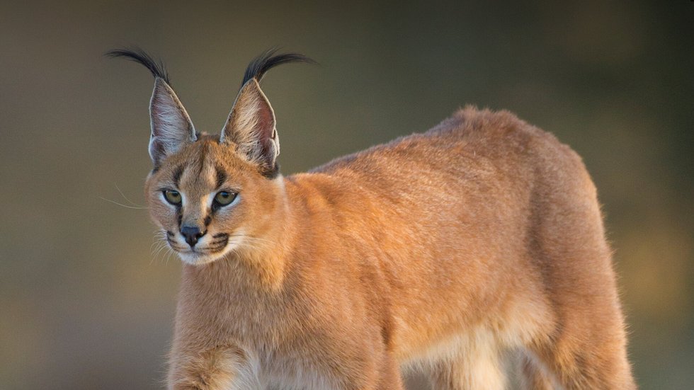 19 Super Cute Animals You've Probably Never Heard Of | The Odyssey Online