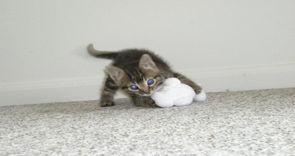 My Cat's Life Is More Interesting And Social Than Mine | The Odyssey Online