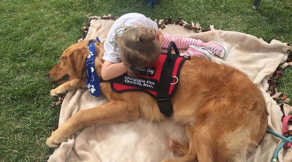 12 Struggles Of Life With A Service Dog | The Odyssey Online