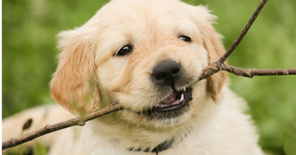 A Compilation Of The Cutest Dogs Of All Time | The Odyssey Online