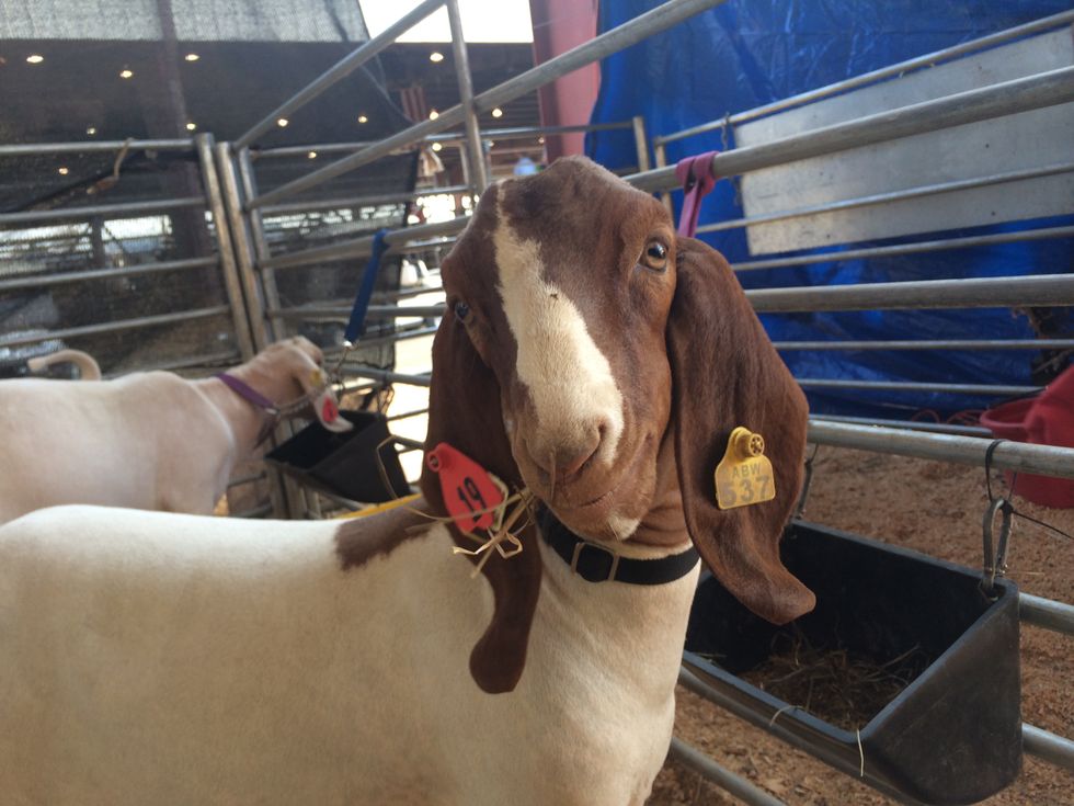 To The Show Goats That Made Me Who I Am Today | The Odyssey Online