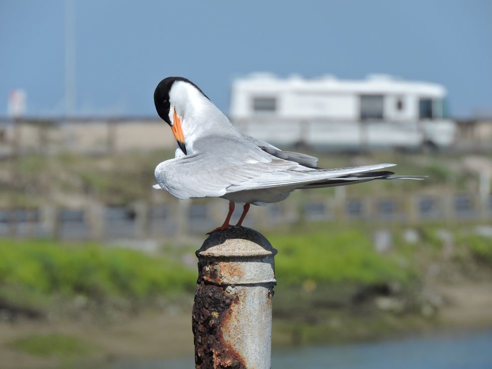The Good, The Great, And The Just Plain Weird German Bird Names | The ...