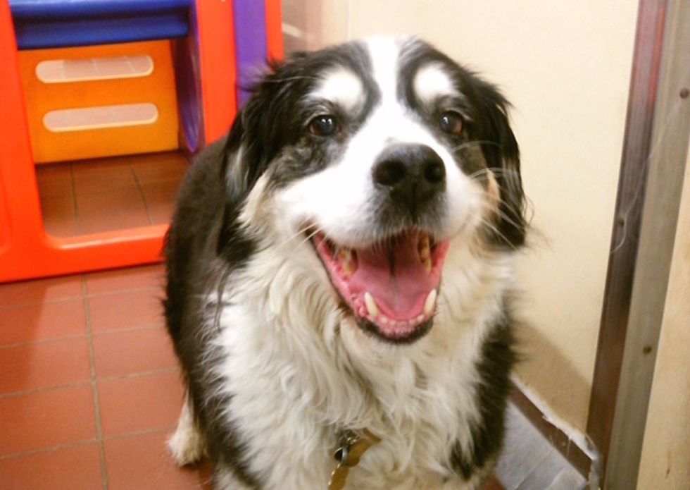 For The Love Of A Dog | The Odyssey Online