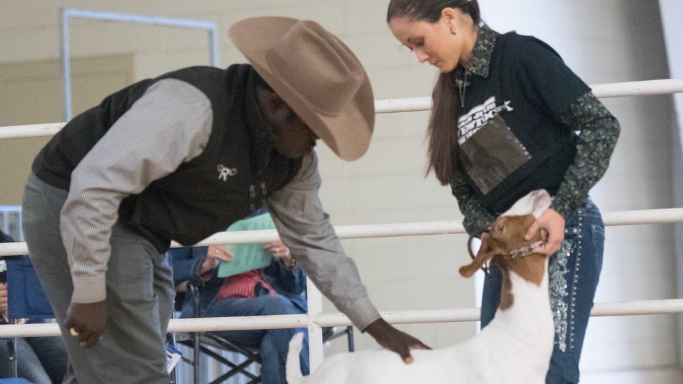 17 Invaluable Life Lessons I Learned As A Stock Show Kid | The Odyssey ...