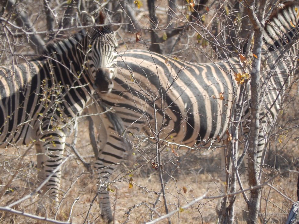 11 Things You Should Know About Zebras | The Odyssey Online