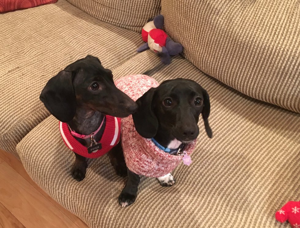 10 Things All Dachshund Owners Know To Be True, Other Than The Fact ...