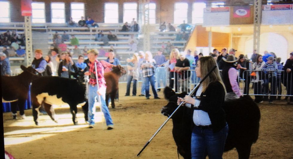 Knowledge From The Show Ring | The Odyssey Online