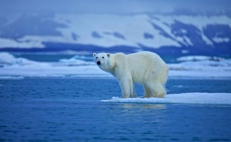 Our Favorite Foods Are Going Extinct, Not Just Animals | The Odyssey Online