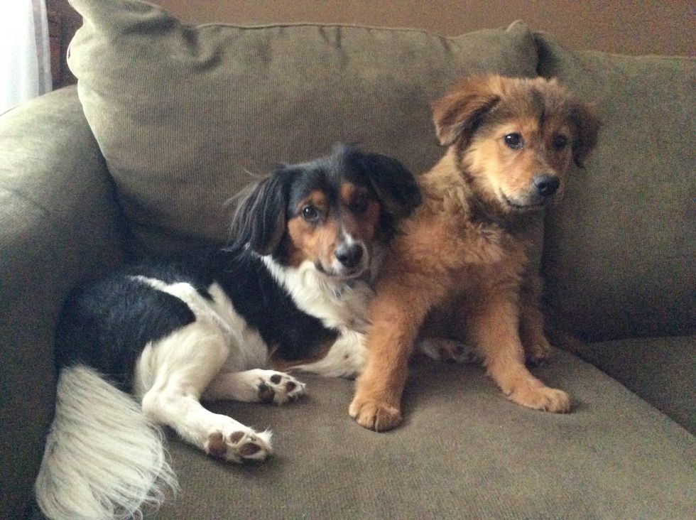 6 Things To Remember Before Transforming From A Pet-Less House Into An ...