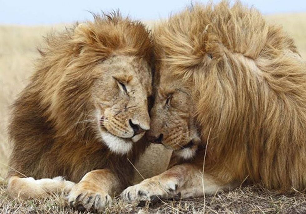 Open Your Eyes, Animals Are Gay, Too | The Odyssey Online