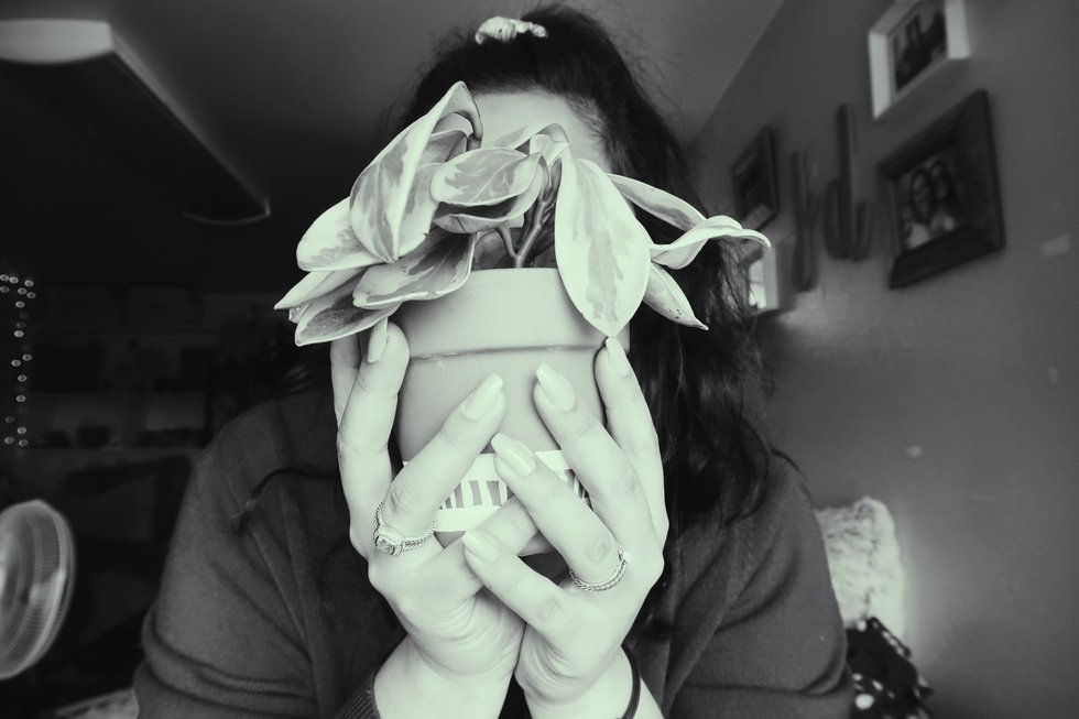 5 Must-Have House Plants | The Odyssey Online