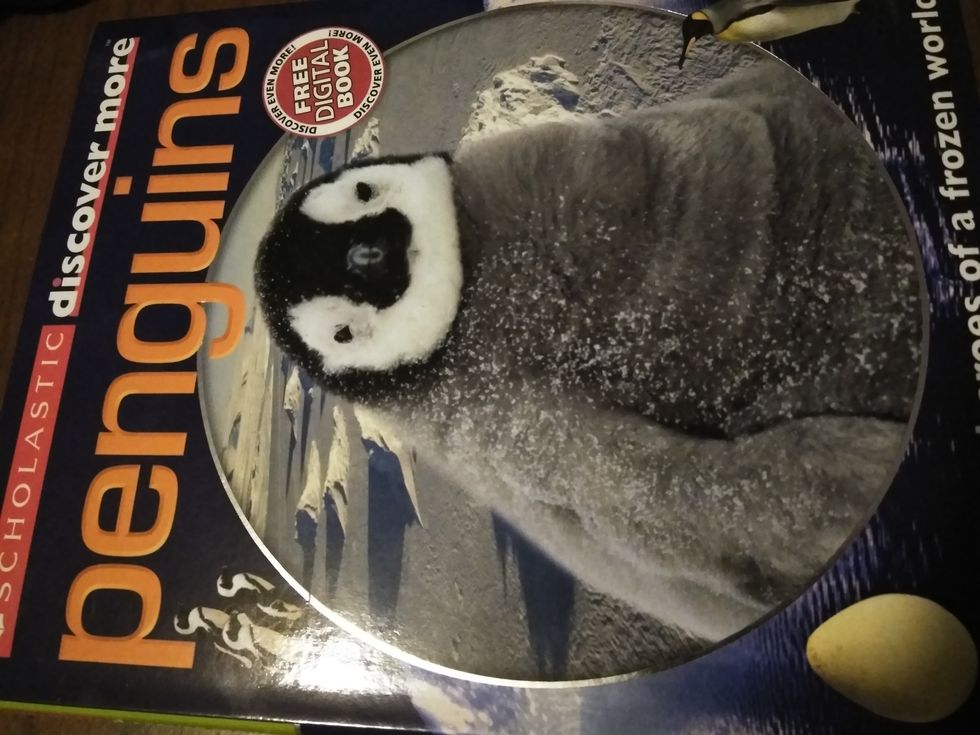 Holy Giant Penguin! | The Odyssey Online