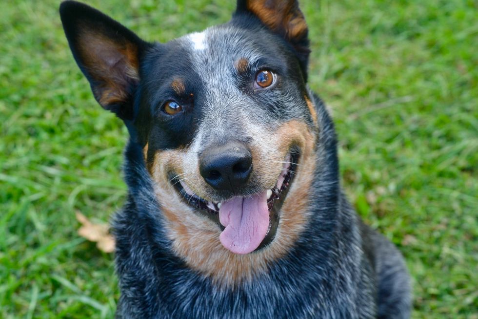 I Have A Lot Of Dogs | The Odyssey Online