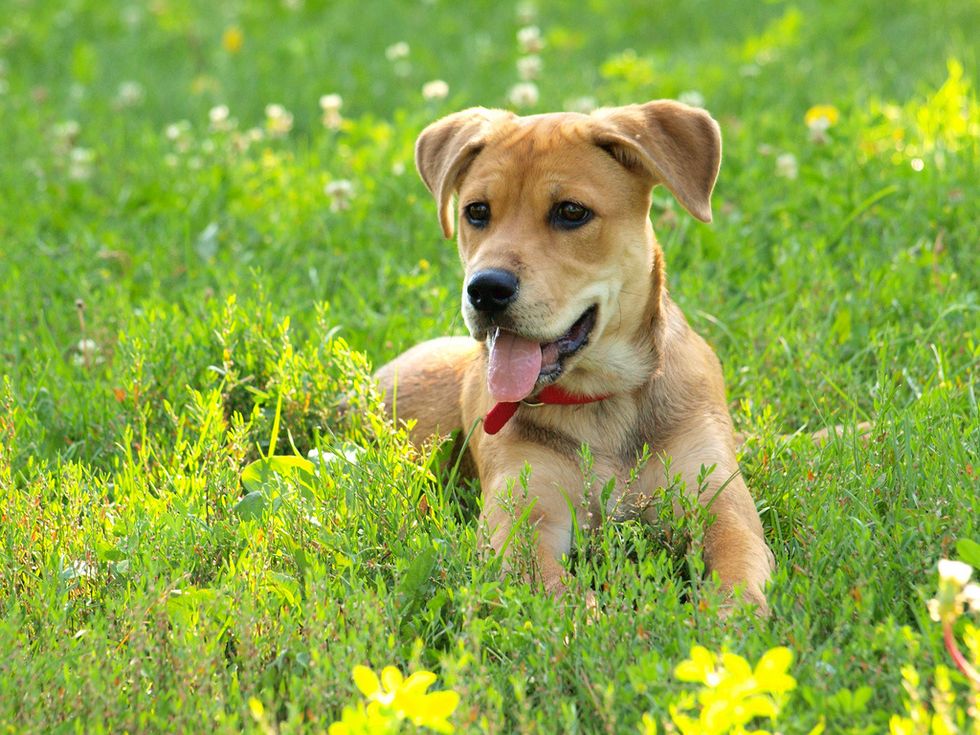How Dogs Mirror God's Love For Us | The Odyssey Online