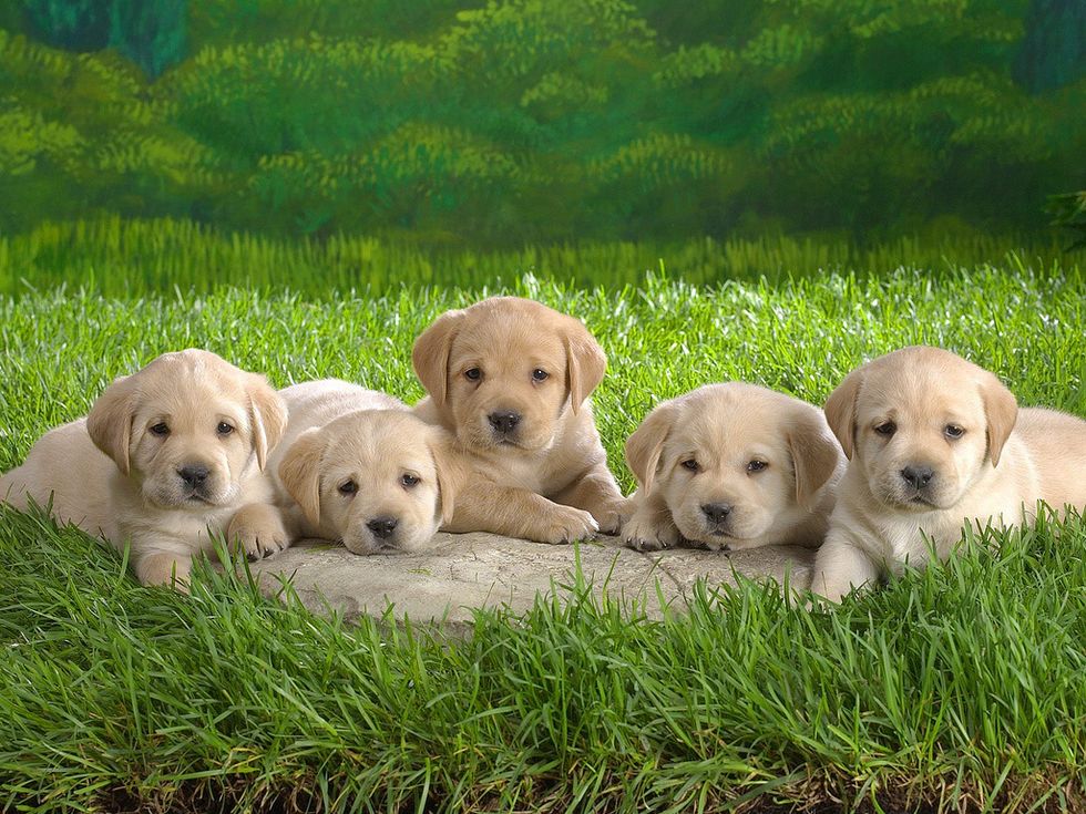 Why Do People Love Dogs So Much? There Are 6 Easy Reasons | The Odyssey ...