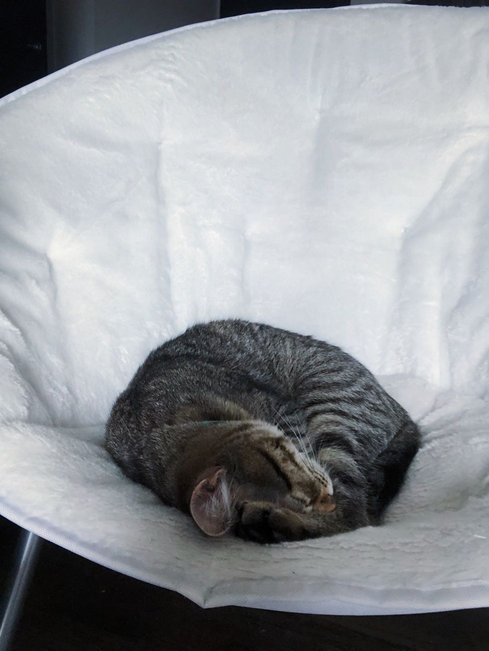 15 Cat Terms Every Cat Lover Should Know | The Odyssey Online