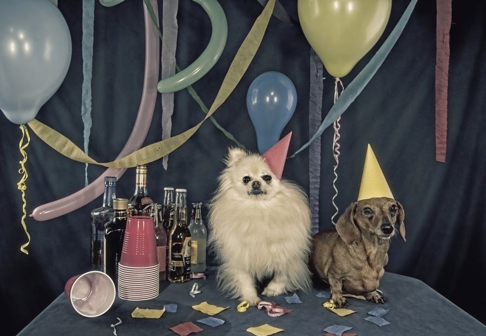 5 Reasons You Must Have A Birthday Party For Your Pet | The Odyssey Online