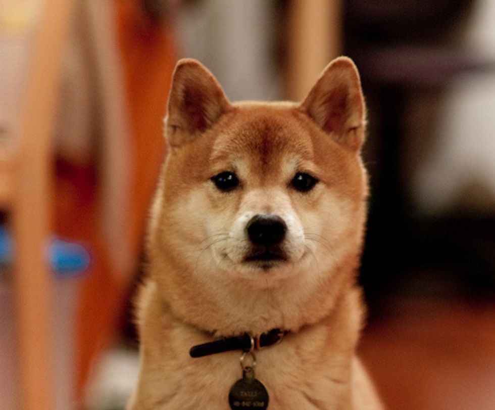 Tofu-Chan Will Make Your Day | The Odyssey Online