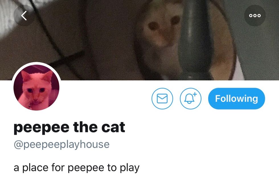 peepee the cat | @peepeeplayhouse | The Odyssey Online