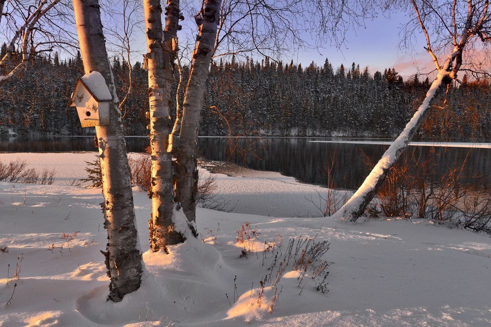 On Swinging Birches, Dreaming, And Purpose | The Odyssey Online