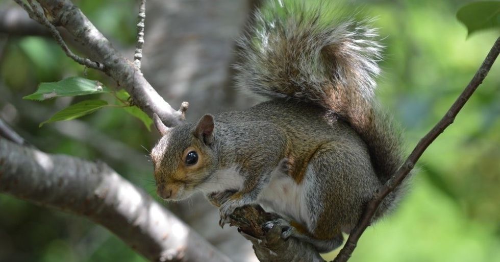 10 Reasons Squirrels Should Be The Mascot Of Ole Miss | The Odyssey Online
