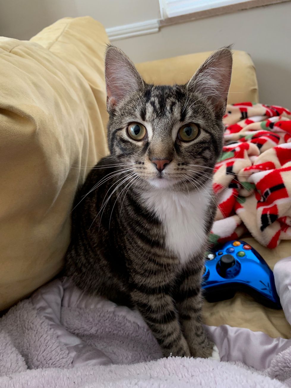 Why Cat's Are The Best | The Odyssey Online