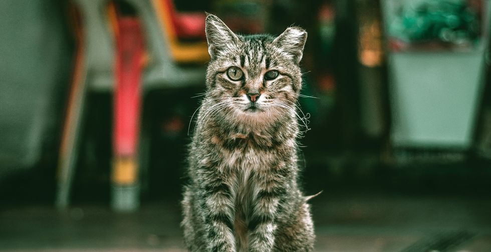 Why TNR Is So Important For Community Cats | The Odyssey Online