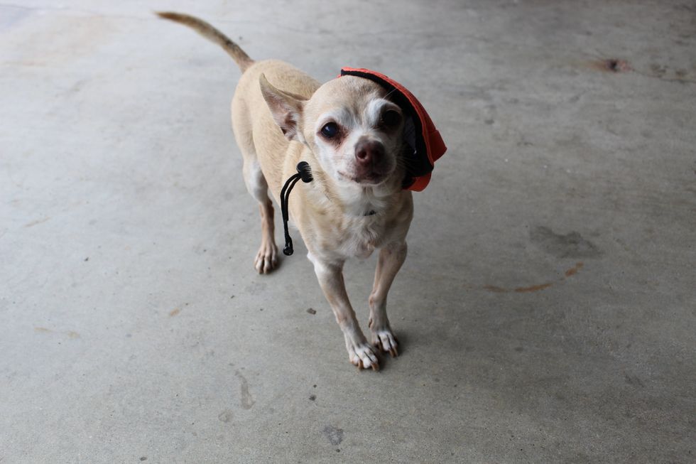 A Letter To My Very Good Dog Back Home | The Odyssey Online