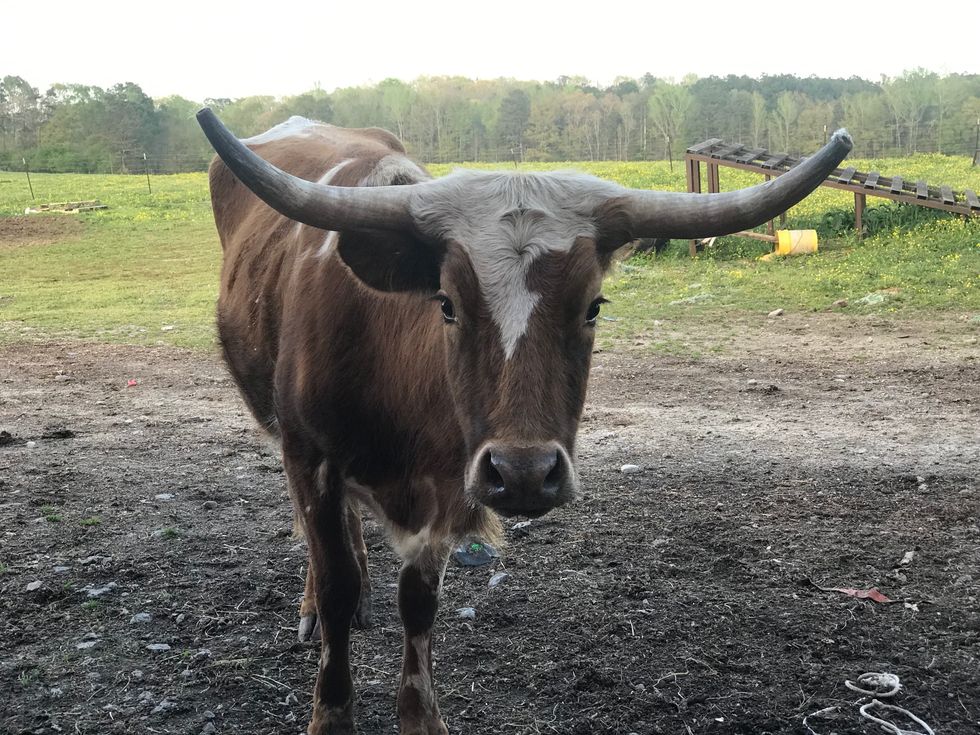 3 Times Cows Almost Got Me And My Friends | The Odyssey Online