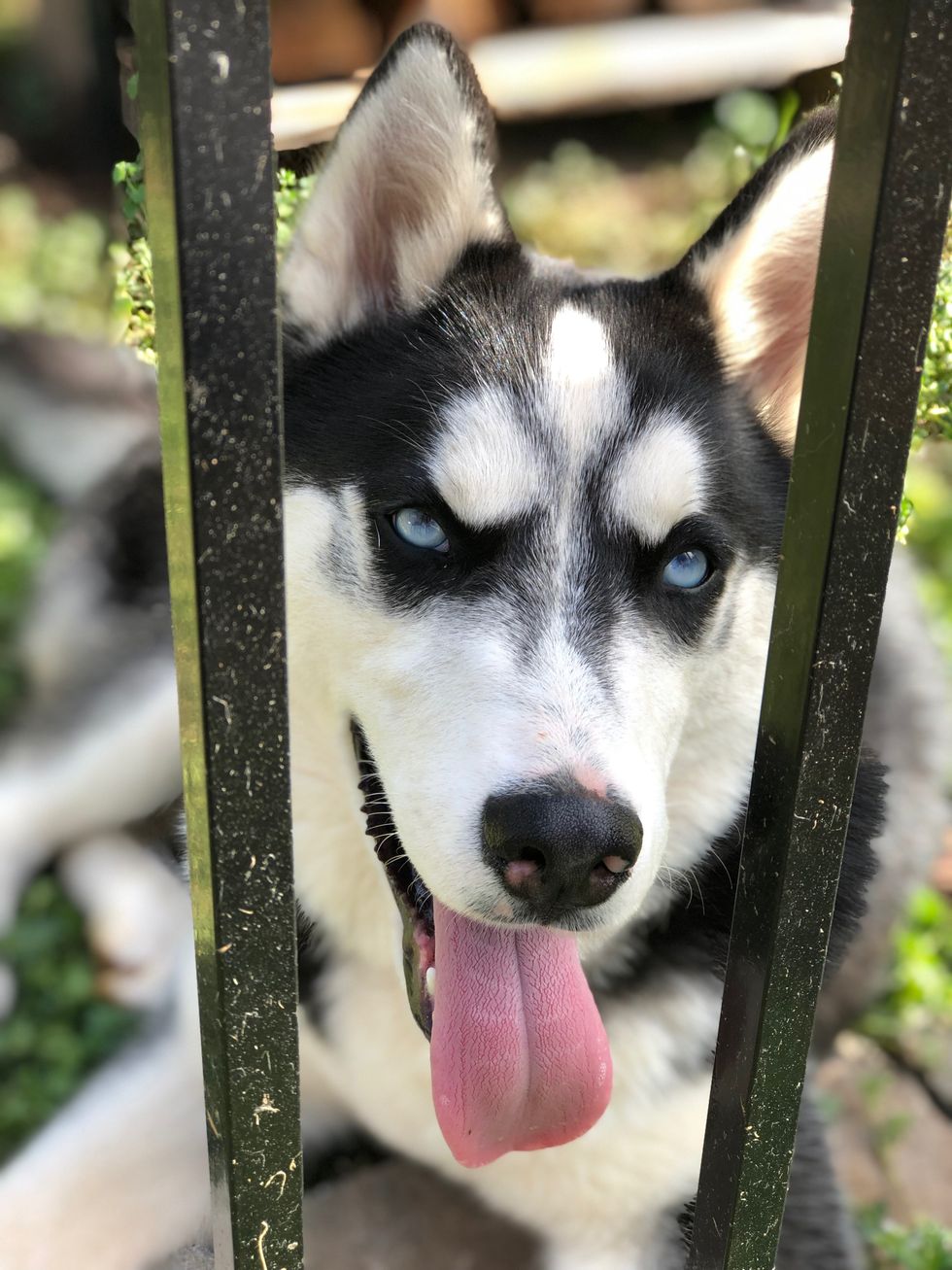 My Neighbor's Dog, Glacier | The Odyssey Online