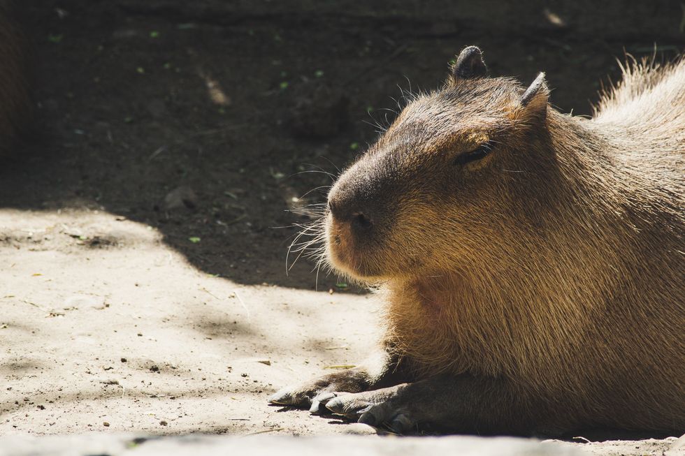 11 Capybara Gifs To Get You Into The Summer Spirit | The Odyssey Online