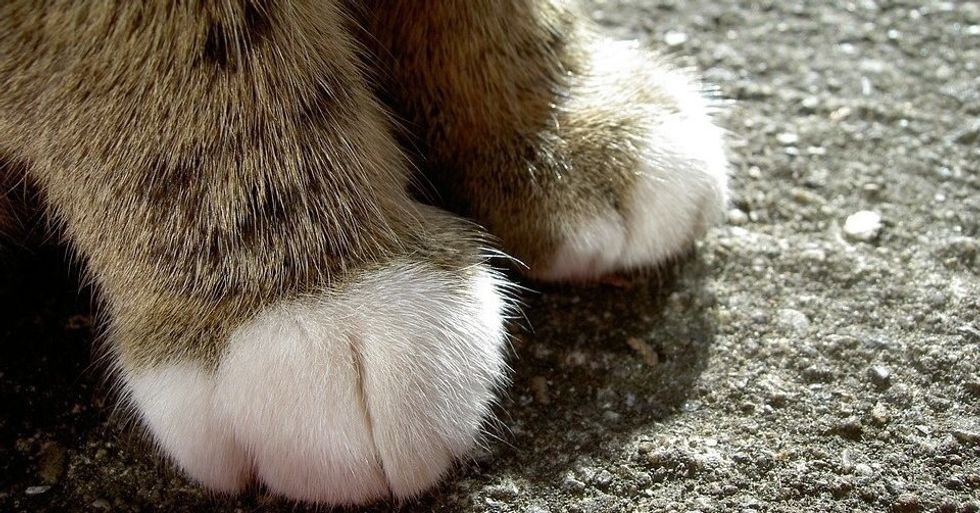 32 Toe Beans To Brighten Your Day | The Odyssey Online