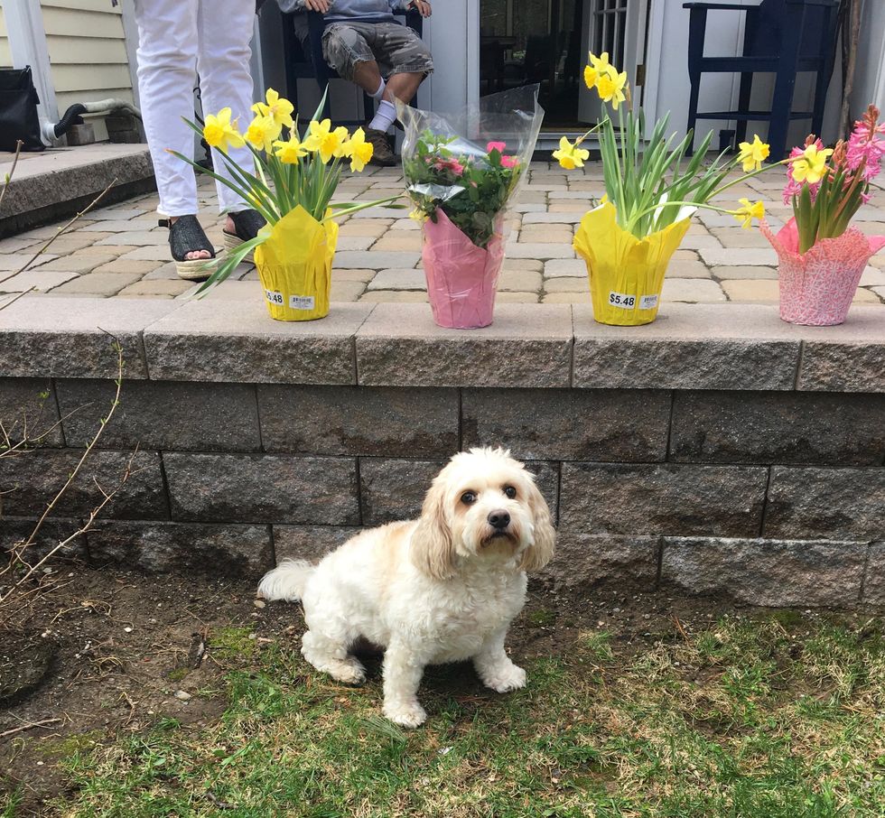 5 Ways To Stay Connected With Pets When At College | The Odyssey Online