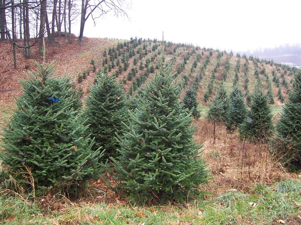 How To Pick Out The Perfect Christmas Tree | The Odyssey Online